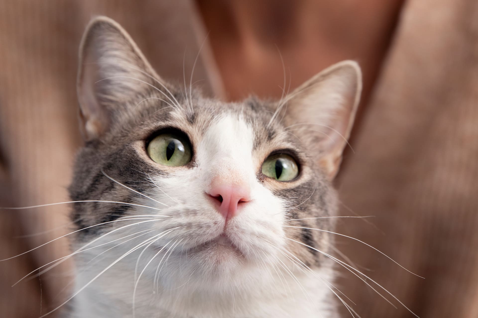 Najczęstsze choroby uszu u kota – jak je rozpoznać i leczyć? - Mobilny ...